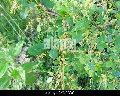 Rhus indica (Searsia mysorensis) Plantae Stock Photo - Alamy