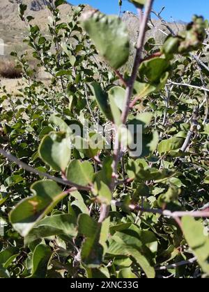 sugar bush (Rhus ovata) Plantae Stock Photo - Alamy
