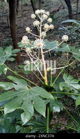 Japanese aralia (Fatsia japonica) Plantae Stock Photo - Alamy