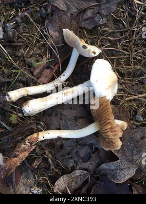 White Fibrecap (Inocybe geophylla) Fungi Stock Photo - Alamy