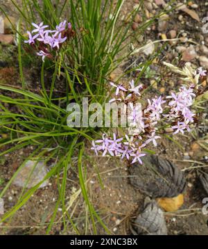 (Corymbium africanum africanum) Plantae Stock Photo - Alamy