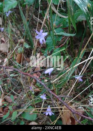 Rampion (Campanula rapunculus) Plantae Stock Photo - Alamy