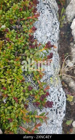 alpine azalea (Kalmia procumbens) Plantae Stock Photo - Alamy