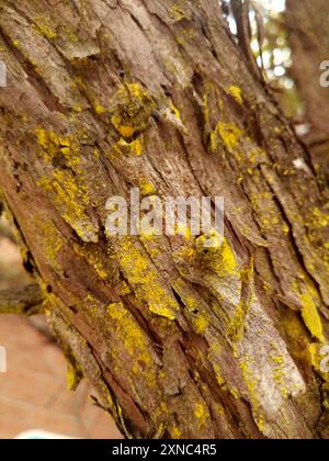 Gold Dust Lichens (Chrysothrix) Fungi Stock Photo - Alamy