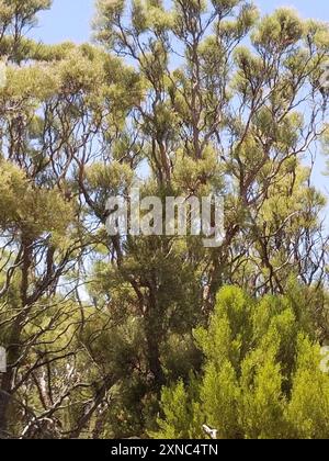 Redshanks (Adenostoma sparsifolium) Plantae Stock Photo - Alamy
