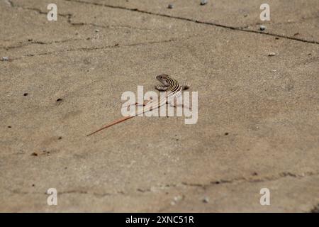 Common Spotted Whiptail (Aspidoscelis gularis) Reptilia Stock Photo - Alamy