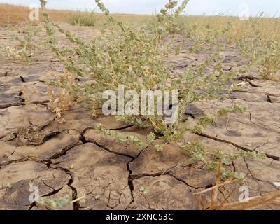 Mojave Silverscale (Atriplex argentea expansa) Plantae Stock Photo - Alamy
