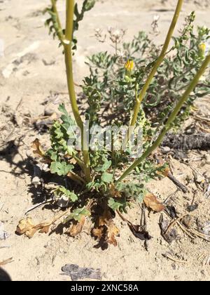 Lobeleaf Groundsel (Packera multilobata) Plantae Stock Photo - Alamy