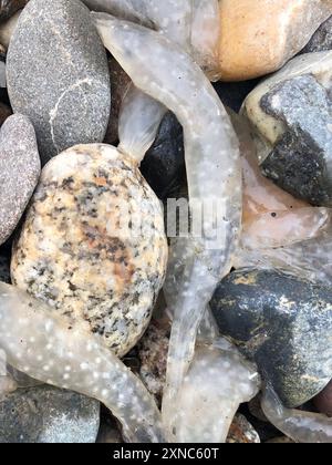 Squids and Cuttlefishes (Decapodiformes) Mollusca Stock Photo - Alamy