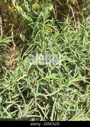 Annual Seepweed (Suaeda linearis) Plantae Stock Photo - Alamy