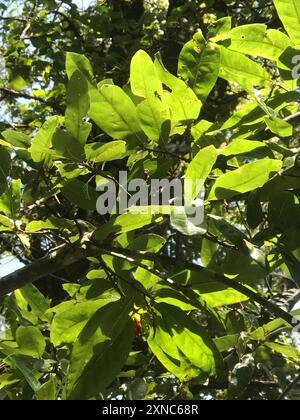 Quercus rudkinii Quercus rudkinii Stock Photo - Alamy