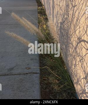 Fountain Grass (Cenchrus setaceus) Plantae Stock Photo - Alamy