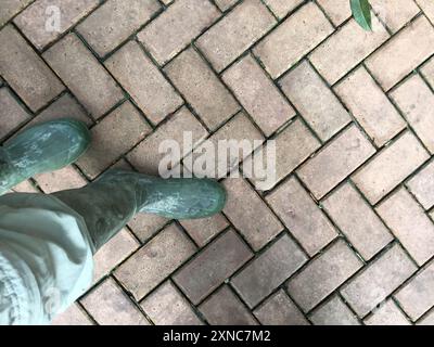 Giant Amazonian Ants (Dinoponera) Insecta Stock Photo - Alamy