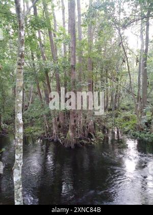 Swamp tupelo (Nyssa biflora) Plantae Stock Photo - Alamy