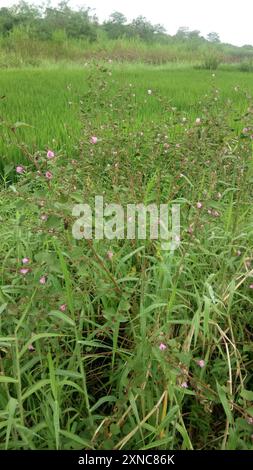 Caesar weed (Urena lobata) Plantae Stock Photo - Alamy