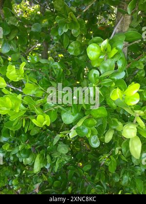 White Indigoberry (Randia aculeata) Plantae Stock Photo - Alamy