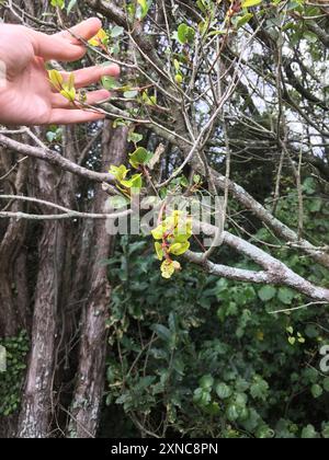 "Northern Rata (Metrosideros robusta Stock Photo - Alamy