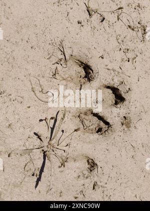 Lagomorphs (Lagomorpha) Mammalia Stock Photo - Alamy