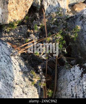 spikemosses (Selaginellales) Plantae Stock Photo - Alamy