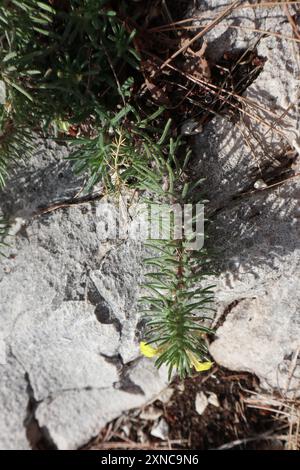 Ground-pine (Ajuga chamaepitys) Plantae Stock Photo - Alamy