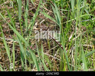 Stream Cruiser (Didymops transversa) Insecta Stock Photo - Alamy