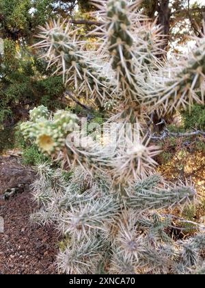 Whipple Cholla (Cylindropuntia whipplei) Plantae Stock Photo - Alamy