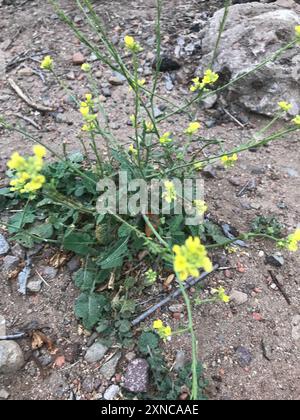 Shortpod Mustard (Hirschfeldia incana) Plantae Stock Photo - Alamy