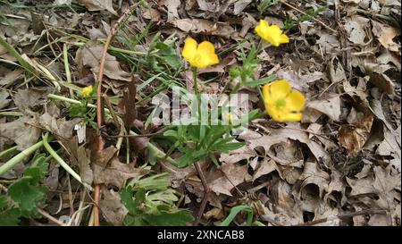 Early Buttercup (Ranunculus fascicularis) Plantae Stock Photo - Alamy
