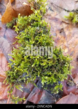 shingle moss (Neckera pennata) Plantae Stock Photo - Alamy