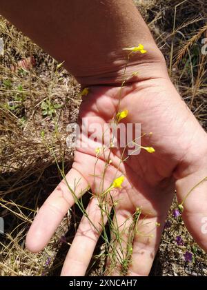 Ballast Toadflax (Linaria spartea) Plantae Stock Photo - Alamy