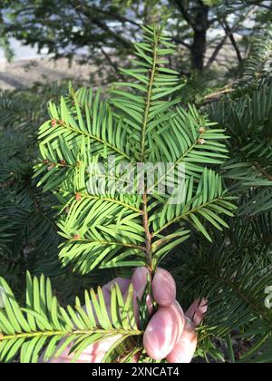 yew family (Taxaceae) Plantae Stock Photo - Alamy