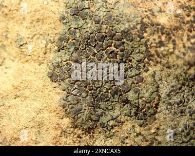 Pepper-Spore Lichens (Rinodina) Fungi Stock Photo - Alamy