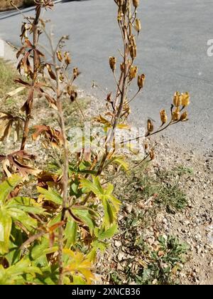 Subalpine Larkspur (Delphinium barbeyi) Plantae Stock Photo - Alamy