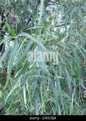 african sumac (Searsia lancea) Plantae Stock Photo - Alamy