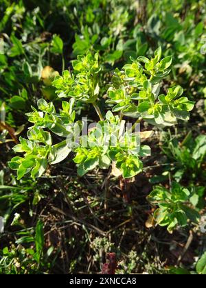 Sun spurge (Euphorbia helioscopia) Plantae Stock Photo - Alamy