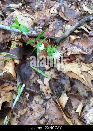 star chickweed (Stellaria pubera) Plantae Stock Photo - Alamy