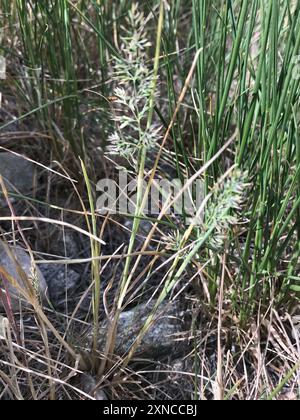 Bulbous Bluegrass (Poa bulbosa) Plantae Stock Photo - Alamy