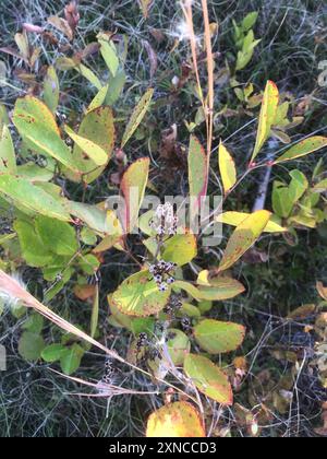 staggerbush (Lyonia mariana) Plantae Stock Photo - Alamy