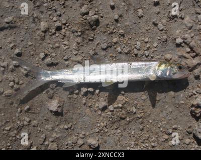 Ladyfish (Elops saurus) Actinopterygii Stock Photo - Alamy