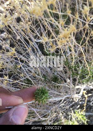 Gall Midges (Cecidomyiinae), Insecta, Краби, Таиланд Stock Photo - Alamy