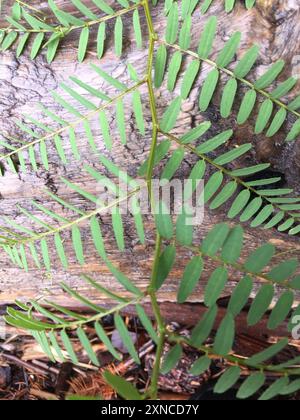 giant vetch (Vicia gigantea) Plantae Stock Photo - Alamy