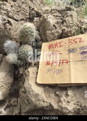 Whitecolumn Foxtail Cactus (Escobaria tuberculosa) Plantae Stock Photo ...