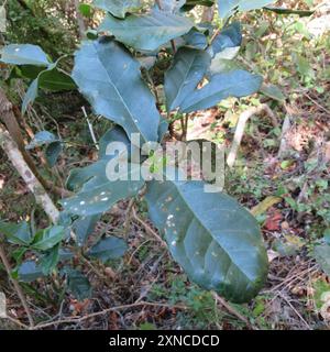Forest Saffron (Elaeodendron croceum) Plantae Stock Photo - Alamy