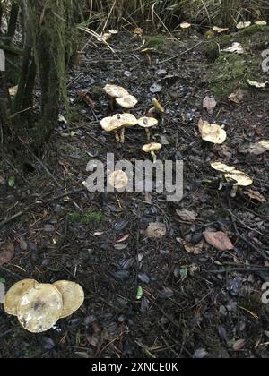 Jellied Bolete (Suillus flavidus) Fungi Stock Photo - Alamy