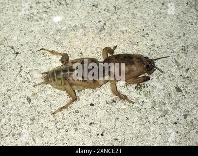 Lesser Short-winged Mole Cricket (Neoscapteriscus abbreviatus) Insecta ...