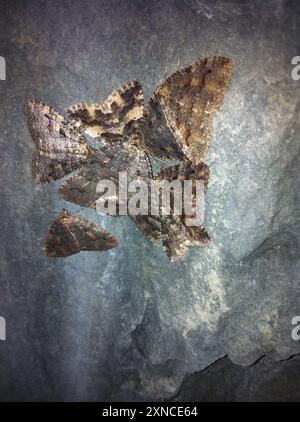 Tissue Moth (Triphosa haesitata) Insecta Stock Photo - Alamy