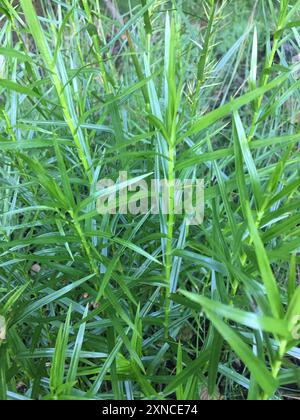 Three-way Sedge (Dulichium arundinaceum) Plantae Stock Photo - Alamy