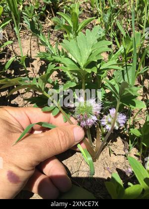 ballhead waterleaf (Hydrophyllum capitatum) Plantae Stock Photo - Alamy