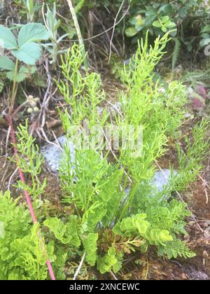 American parsley fern (Cryptogramma acrostichoides) Plantae Stock Photo ...
