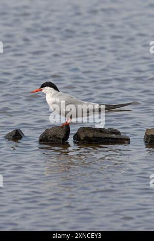 Common Tern (Sterna hirundo) Lincolnshire July 2024 Stock Photo - Alamy
